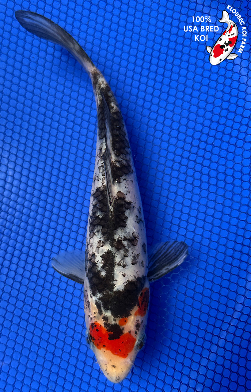 Small Koi Fish | Baby Koi Fish for Sale | Kloubec Koi Farm