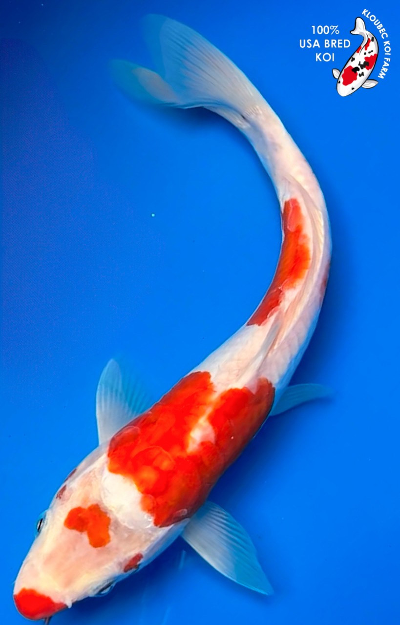 12" "Sweetheart" Doitsu Kohaku Koi #K9812(P2) Kloubec Koi Farm