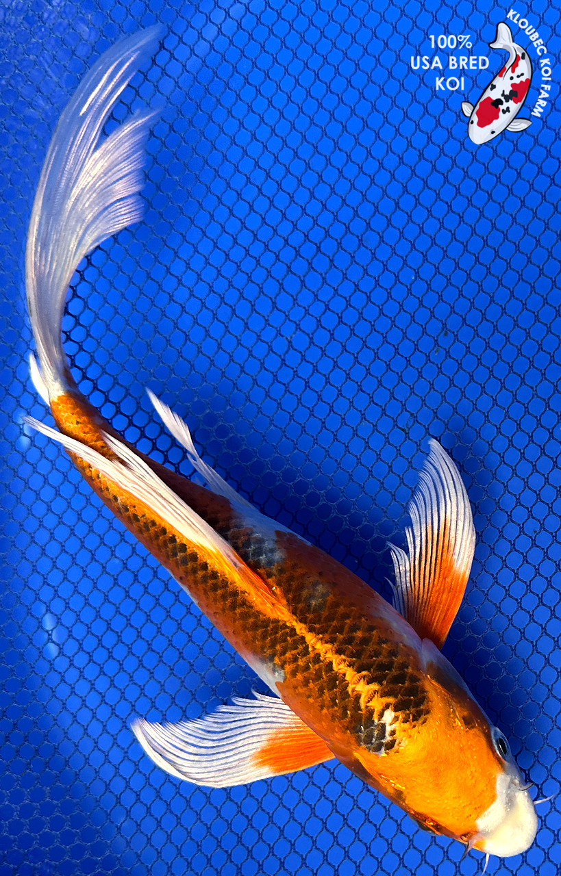 Butterfly Koi Fish for Sale | Longfin Butterfly Koi Varieties | Kloubec ...