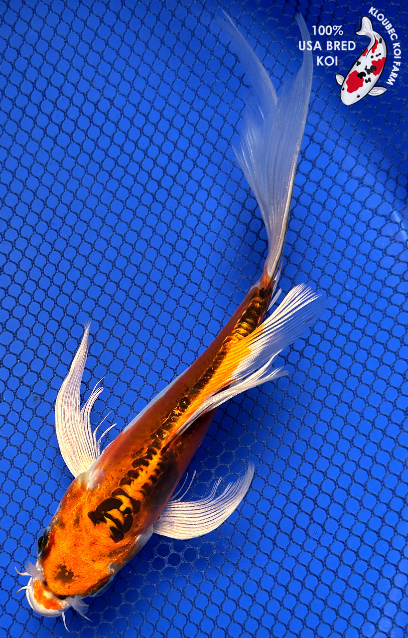 Butterfly Koi Fish for Sale | Longfin Butterfly Koi Varieties | Kloubec ...