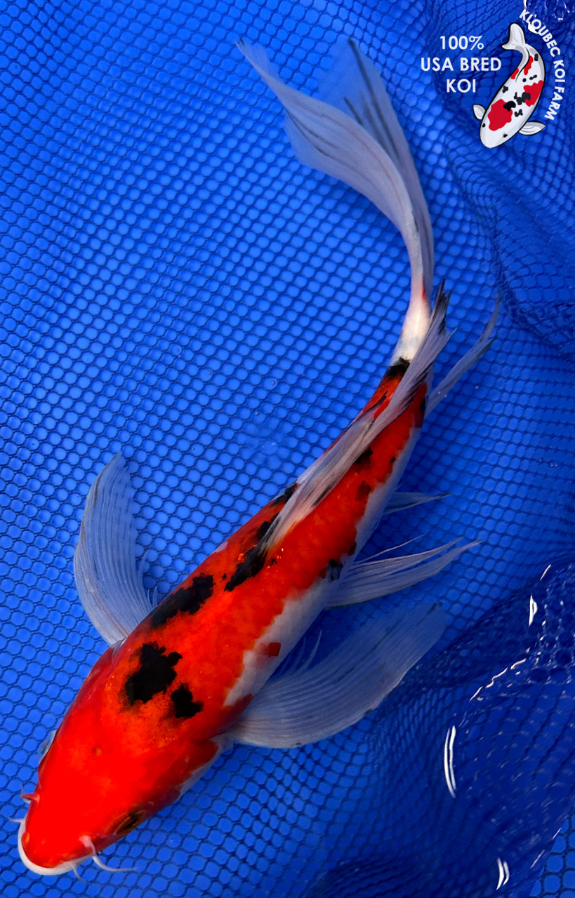 Sanke Koi Fish | Premium Tri‑Color Koi for Sale | Kloubec Koi Farm