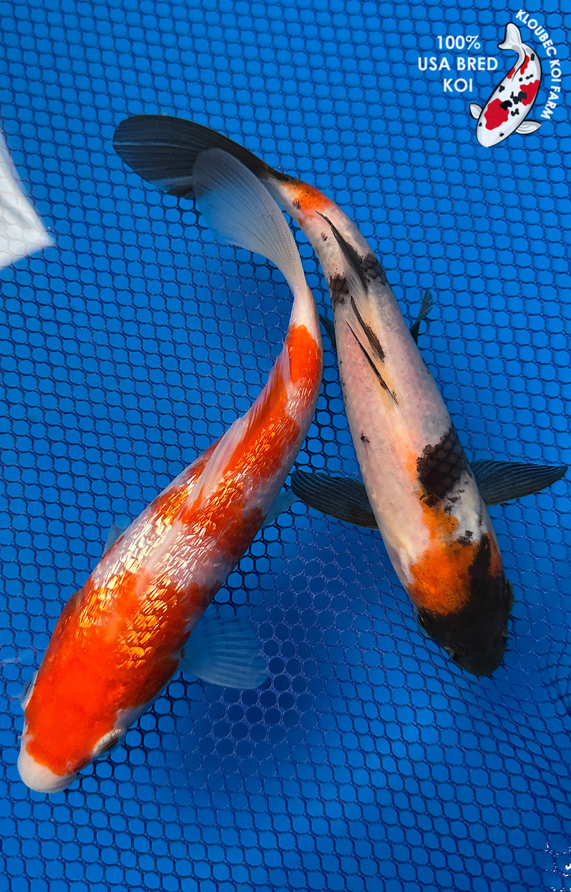 Koi Fish for Sale | Buy Japanese Koi Varieties Online | Kloubec Koi Farm