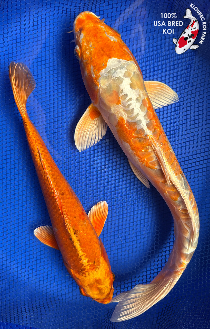 Koi Fish For Sale - Kloubec Koi Farm