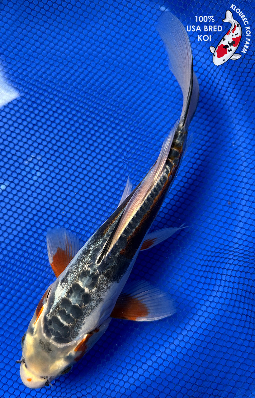 Koi Fish for Sale | Buy Japanese Koi Varieties Online | Kloubec Koi Farm