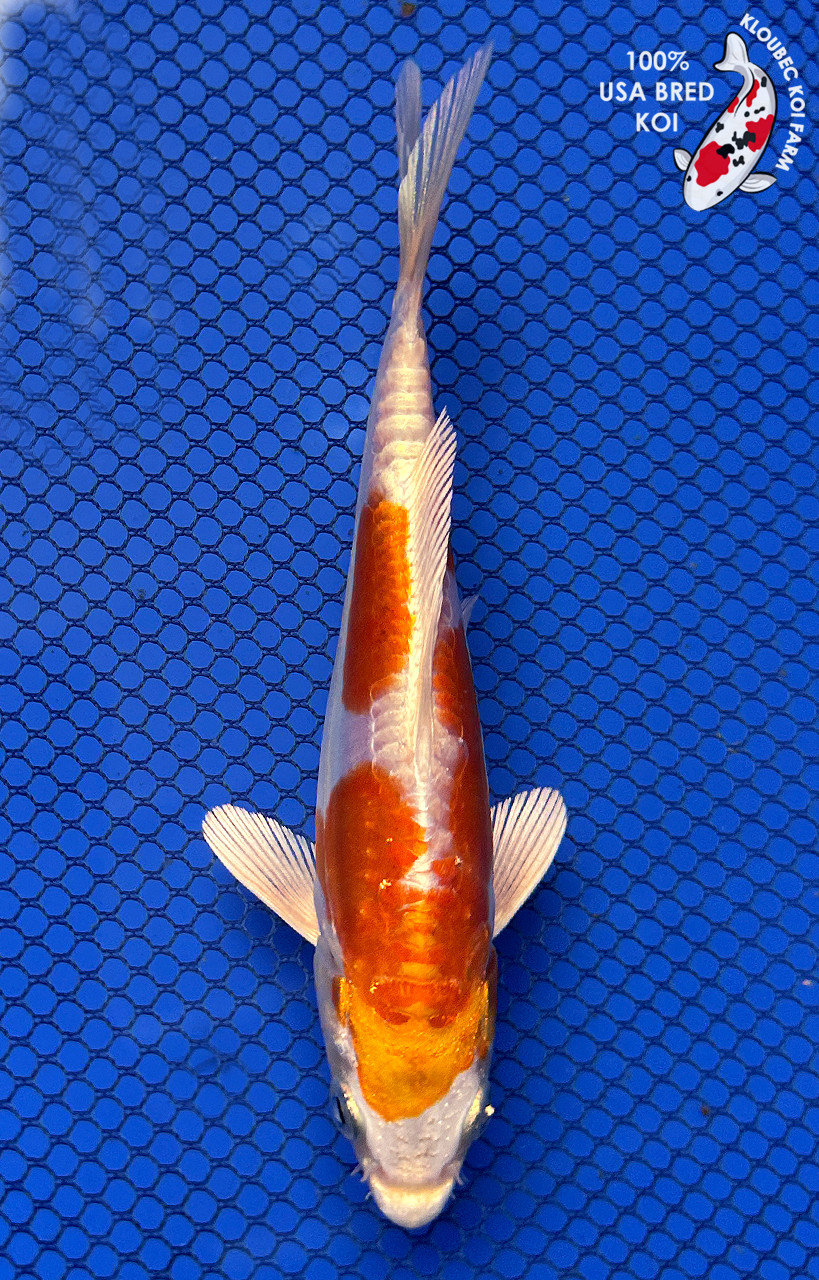 6" Doitsu Hariwake Koi #J102022(X14) | Kloubec Koi Farm