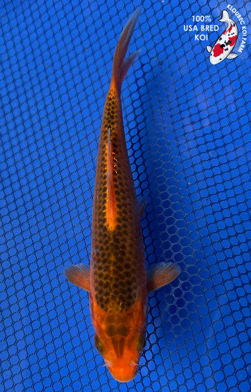 Matsuba Koi Fish | Pinecone Patterned Koi for Sale | Kloubec Koi Farm