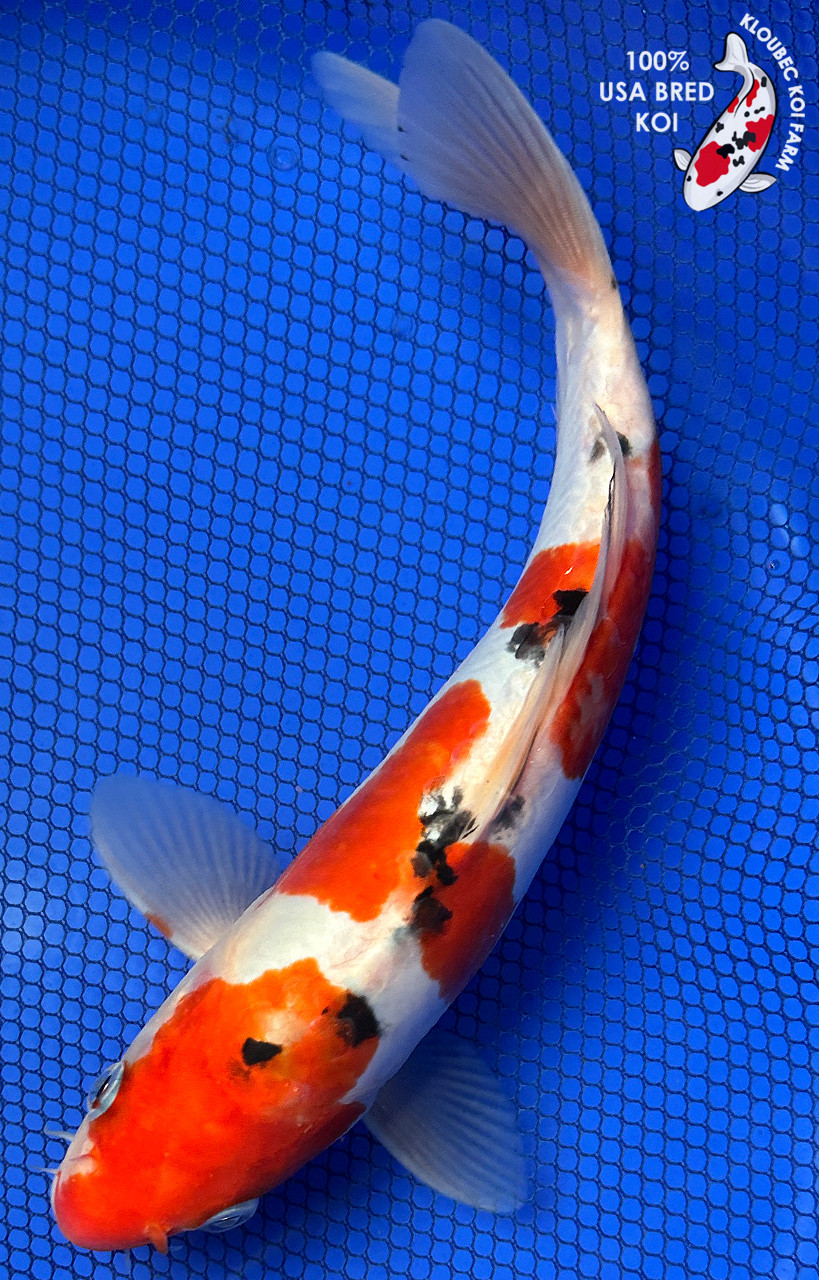Sanke Koi Fish | Premium Tri‑Color Koi for Sale | Kloubec Koi Farm