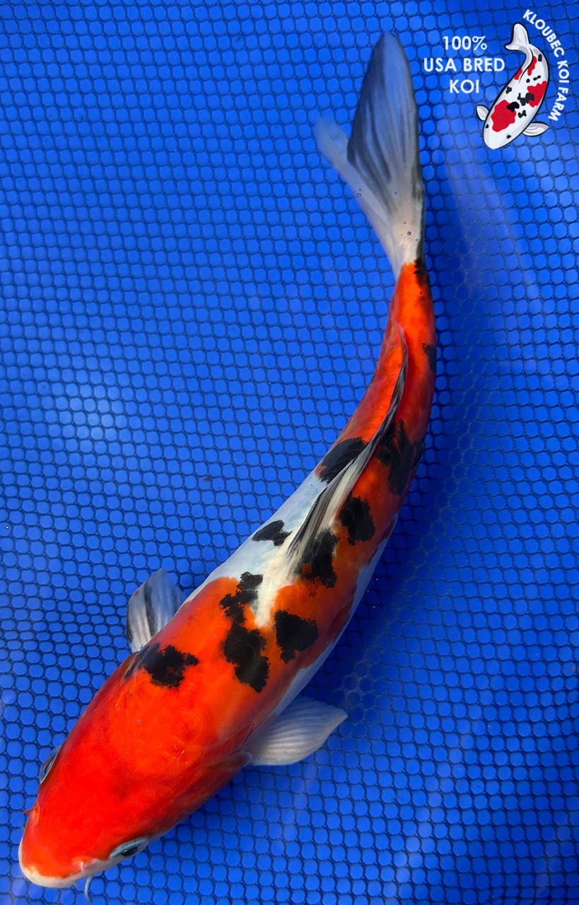 Sanke Koi Fish | Premium Tri‑Color Koi for Sale | Kloubec Koi Farm