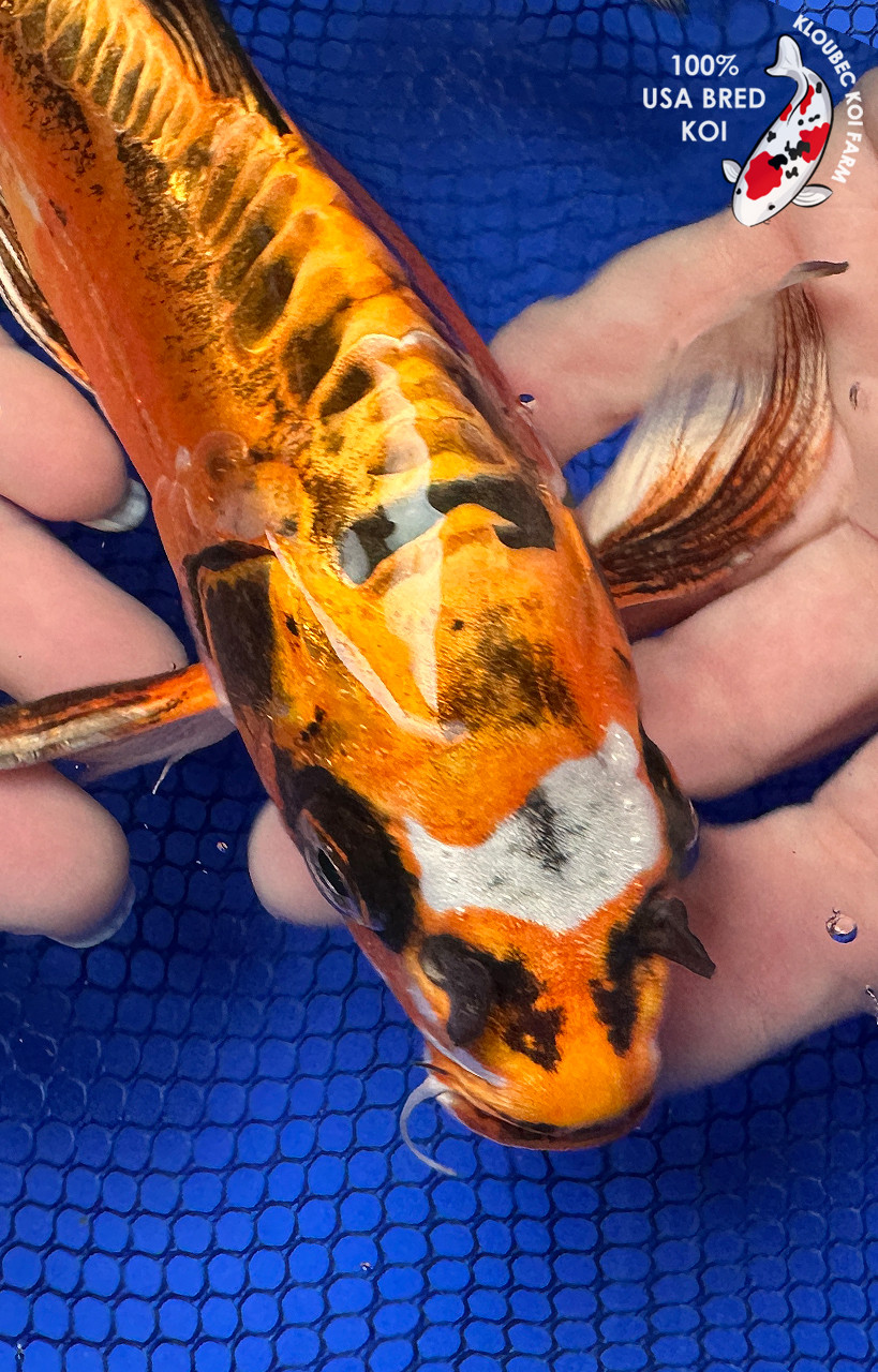 Orange Koi Fish | Orange, Black & White Koi Carp | Kloubec Koi Farm