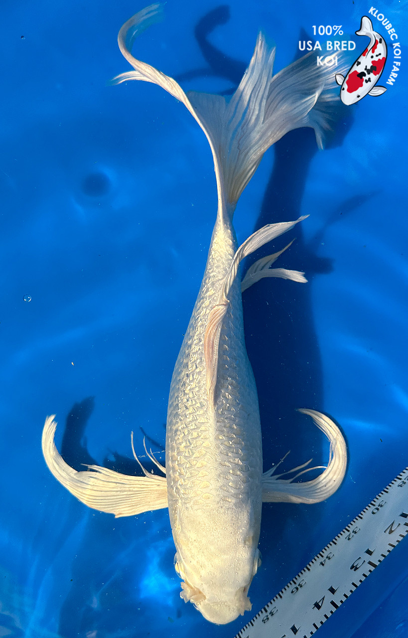 Platinum Ogon Koi Fish | Standard and Longfin Butterfly Koi | Kloubec ...