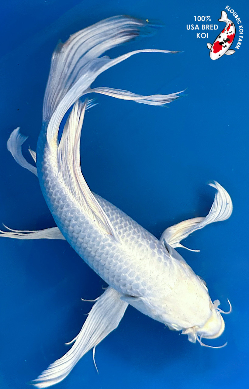 Platinum Ogon Koi Fish | Standard and Longfin Butterfly Koi | Kloubec ...
