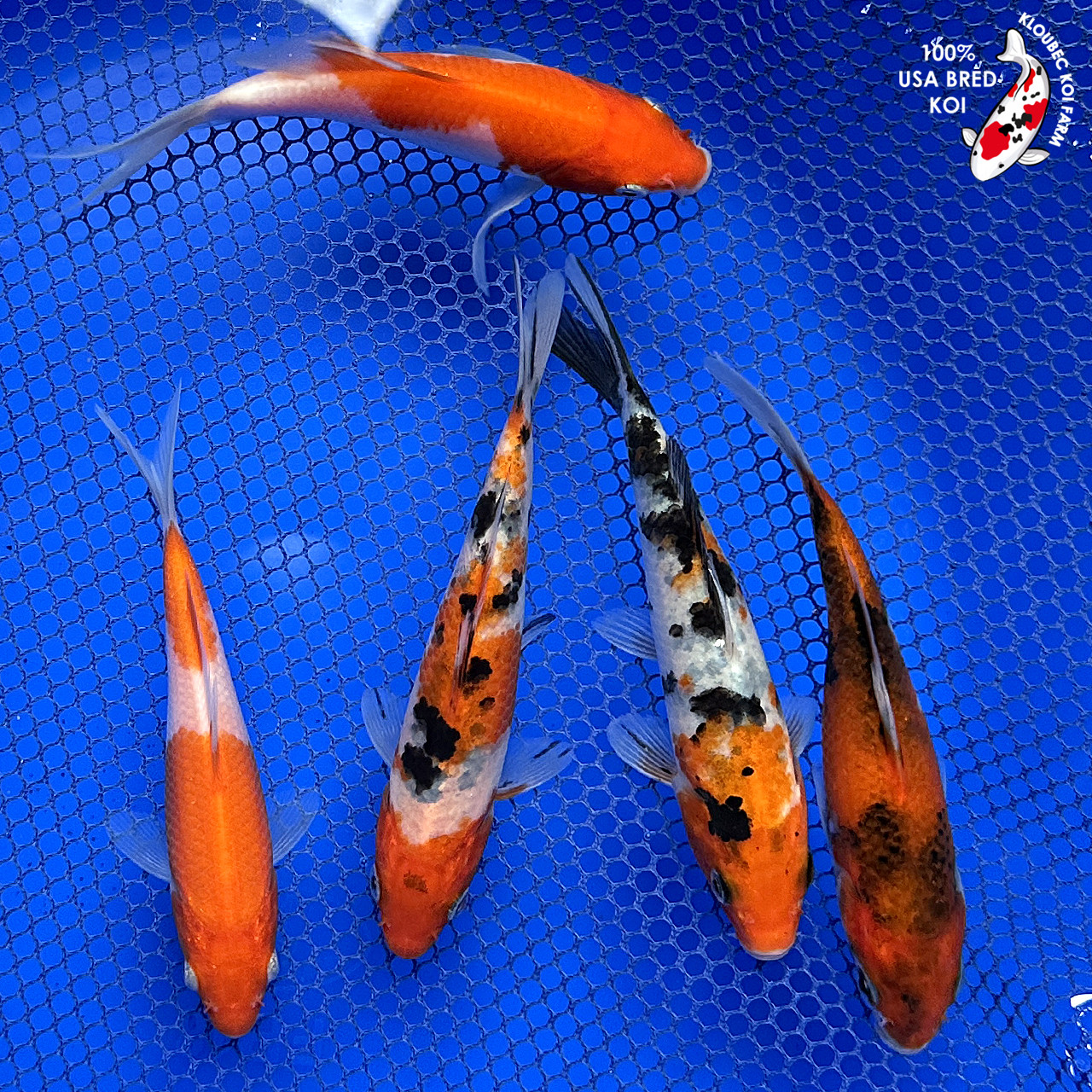 Sanke Koi Fish | Tri-Colored Taisho Sanke For Sale | Kloubec Koi Farm