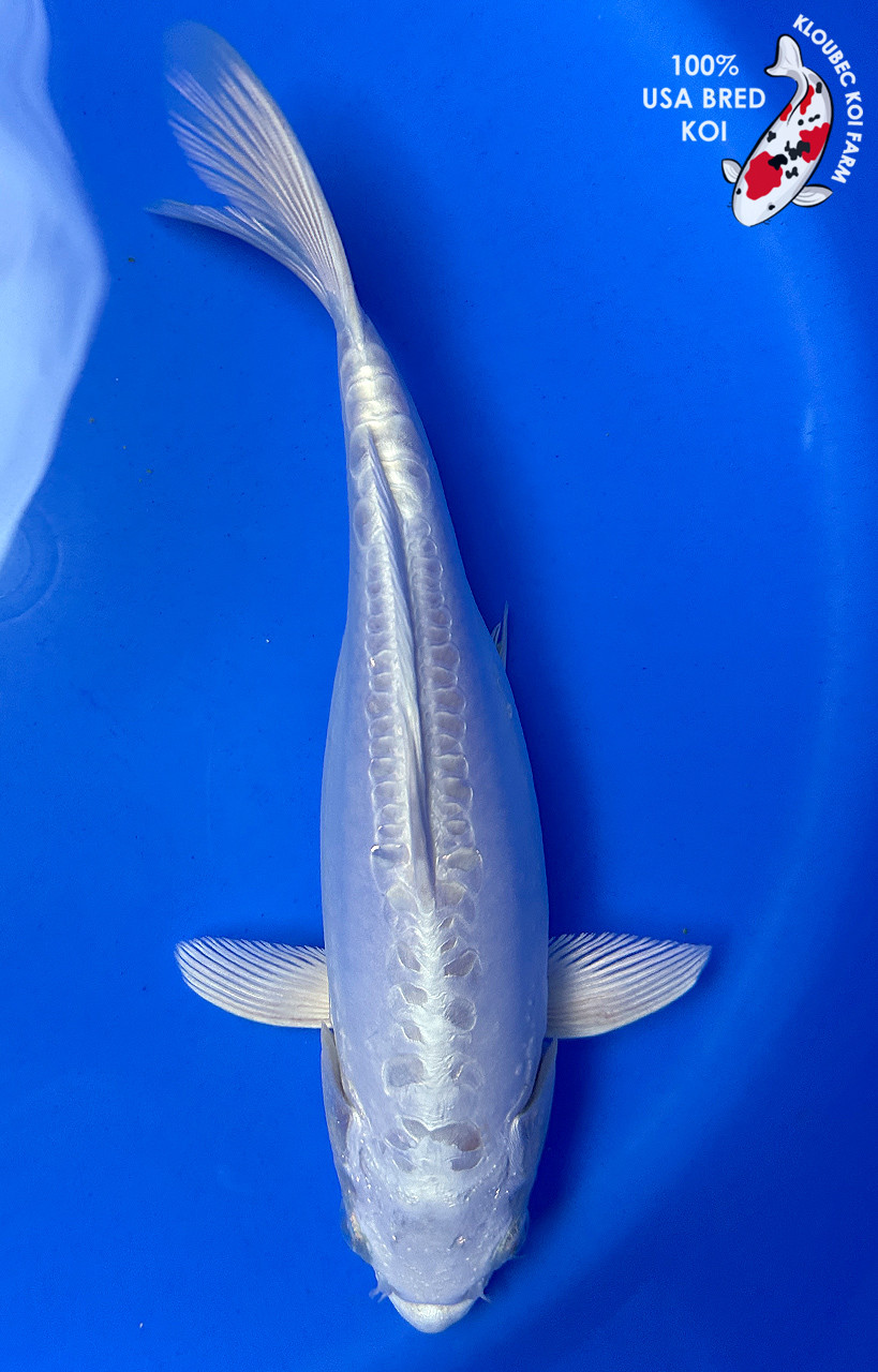 Platinum Ogon Koi Fish | Standard and Longfin Butterfly Koi | Kloubec ...