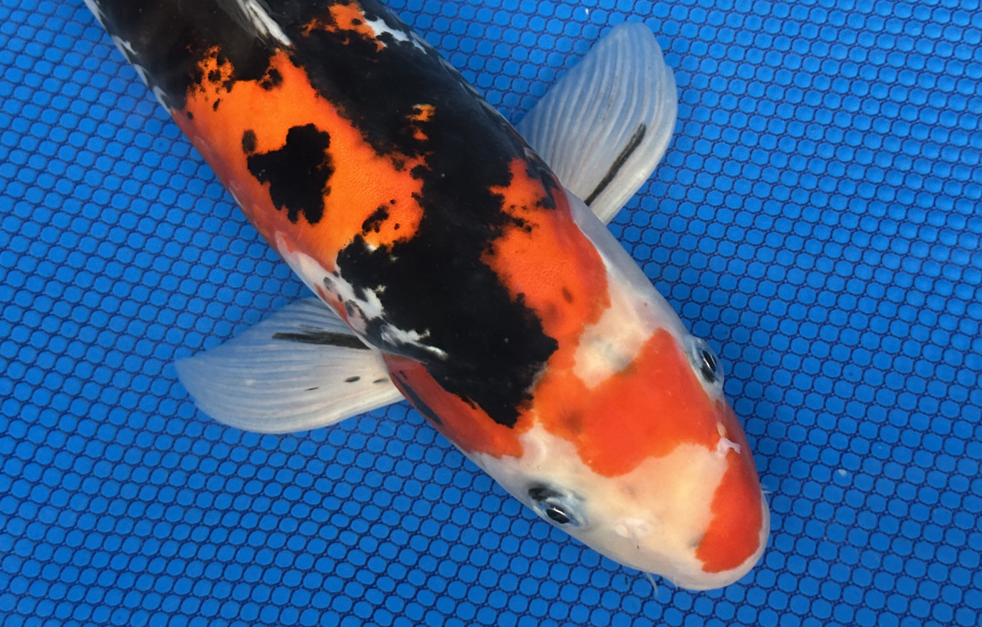Doitsu Koi: Scale-less Wonders Redefine Koi Aesthetics - Kloubec Koi ...