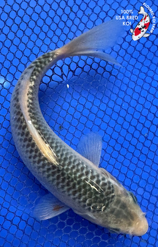 Asagi Koi Fish | Traditional Blue Koi Carp | Kloubec Koi Farm