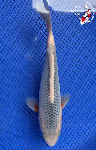 Asagi Koi Fish | Traditional Blue Koi Carp | Kloubec Koi Farm
