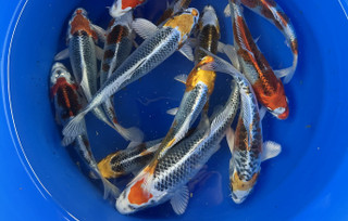 The Rainbow of Koi: A Guide to Rare and Exotic Colors - Kloubec Koi ...