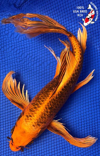 Butterfly Koi Fish for Sale | Longfin Butterfly Koi Varieties | Kloubec ...