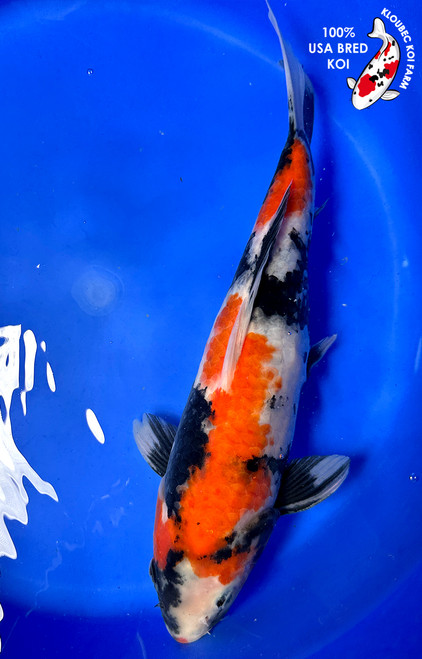 13" Showa Koi #J595(S1) | Kloubec Koi Farm