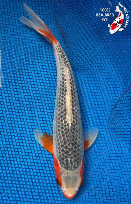 Asagi Koi Fish | Traditional Blue Koi Carp | Kloubec Koi Farm