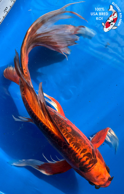 red koi carp