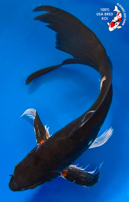 black koi fish