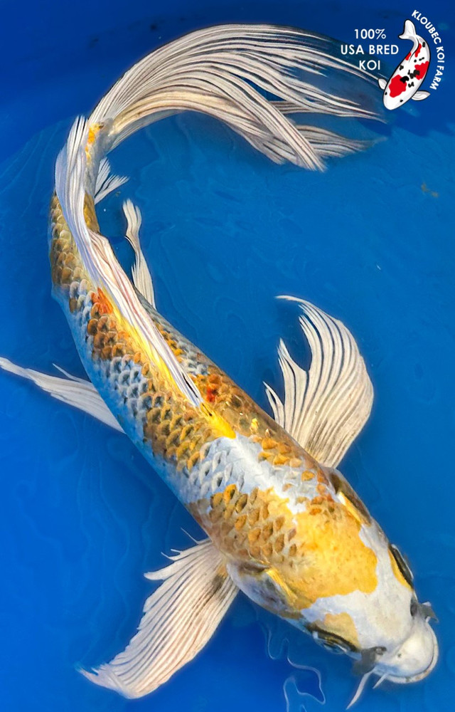 Butterfly Koi Fish for Sale | Longfin Butterfly Koi Varieties | Kloubec ...