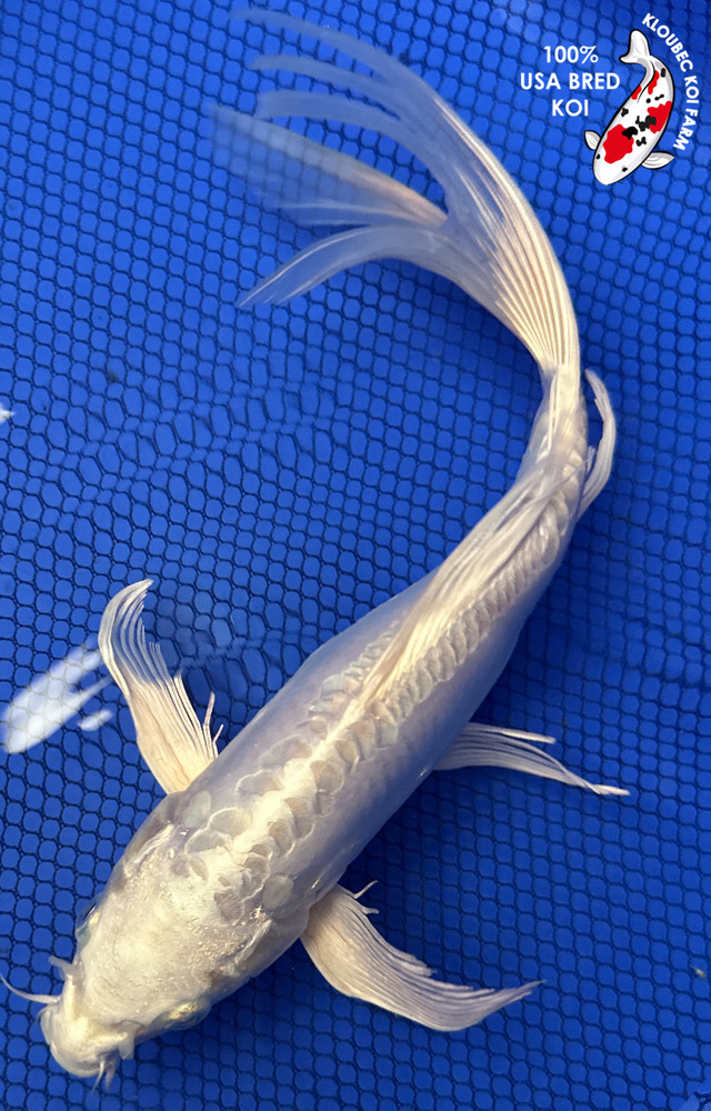 Platinum Ogon Koi Fish for Sale | Platinum Butterfly Koi | Kloubec Koi Farm