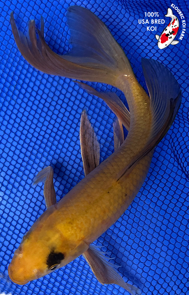 Butterfly Koi Fish for Sale | Longfin Butterfly Koi Varieties | Kloubec ...