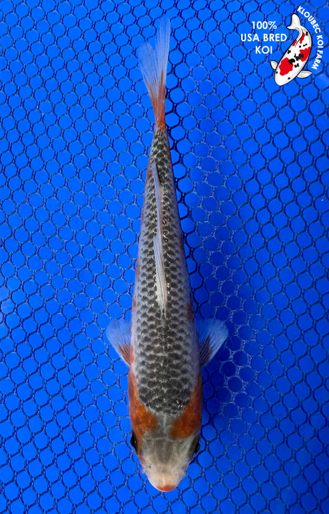 Asagi Koi Fish | Traditional Blue Koi Carp | Kloubec Koi Farm