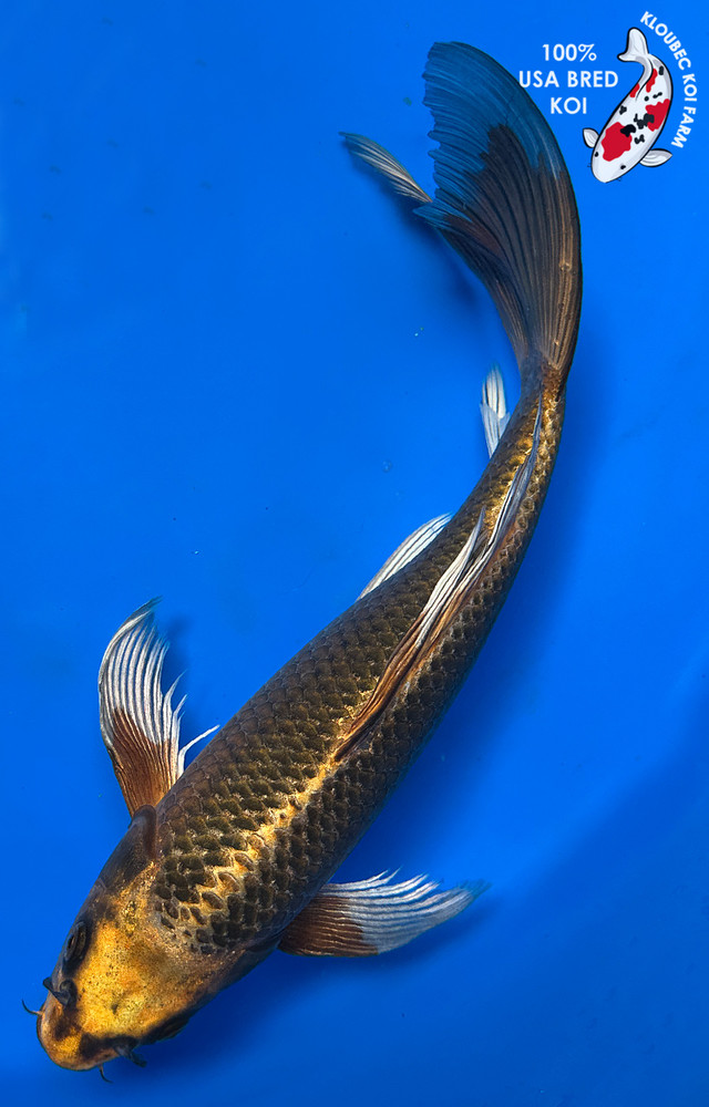 Butterfly Koi for Sale | Longfin & Dragon Koi Fish | Kloubec Koi Farm