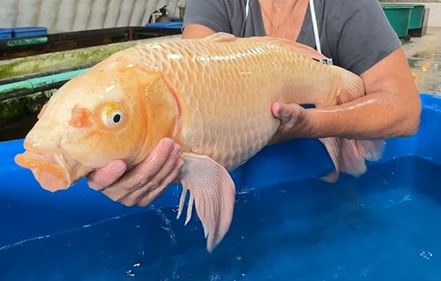 Guide to Koi Growth Stages and Sizes - Kloubec Koi Farm Store