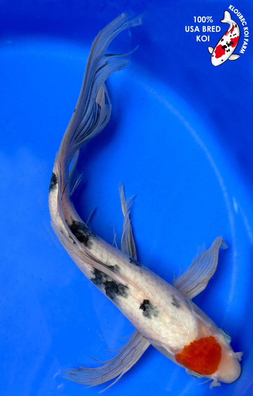 Koi Fish For Sale - Kloubec Koi Farm