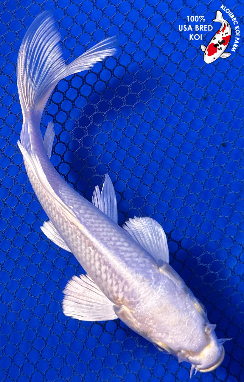 Butterfly Koi Fish for Sale | Longfin Butterfly Koi Varieties | Kloubec ...