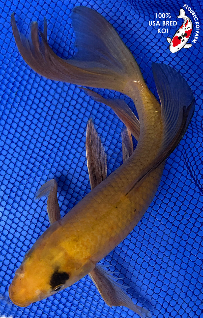 Butterfly Koi Fish for Sale | Longfin Butterfly Koi Varieties | Kloubec ...