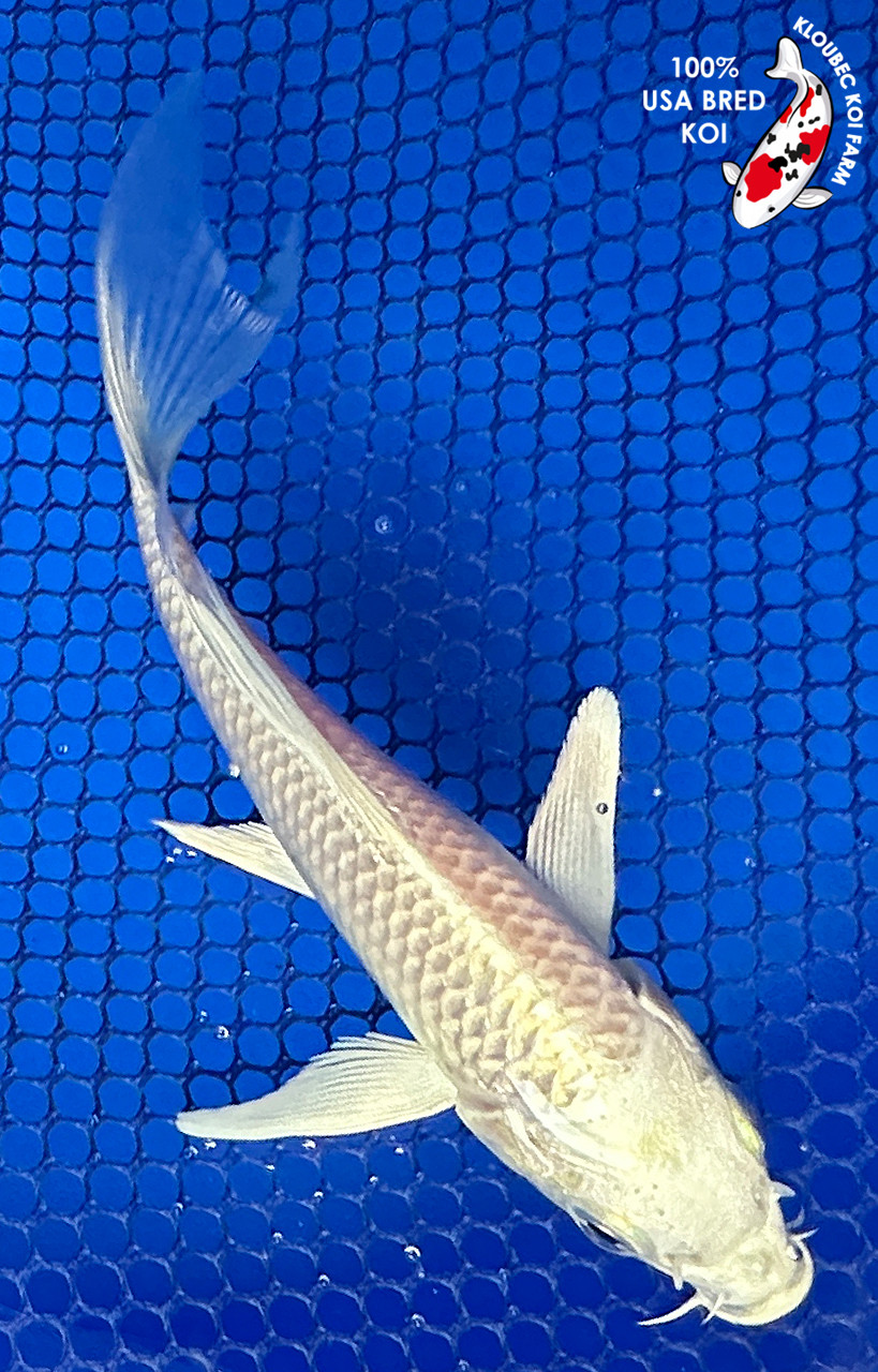 Butterfly Koi Fish for Sale | Longfin Butterfly Koi Varieties | Kloubec ...