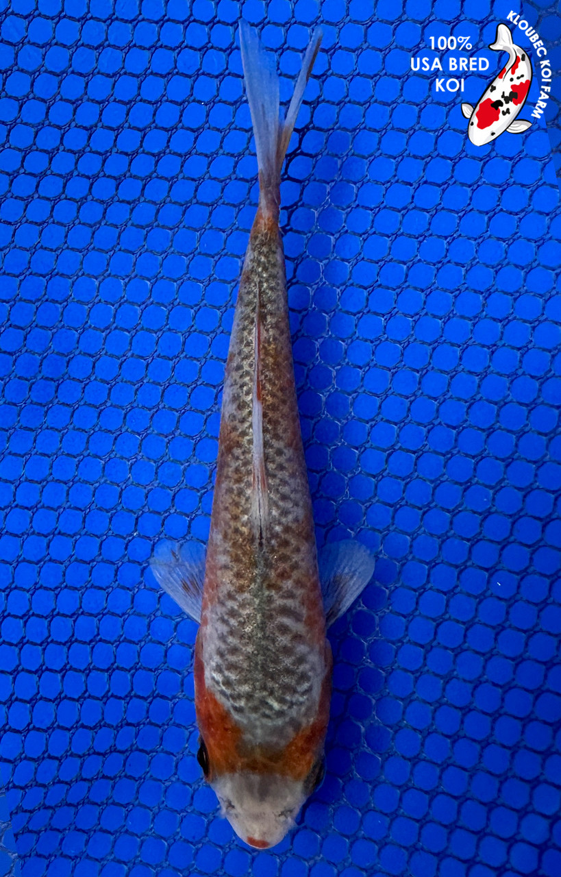 Asagi Koi Fish | Traditional Blue Koi Carp | Kloubec Koi Farm