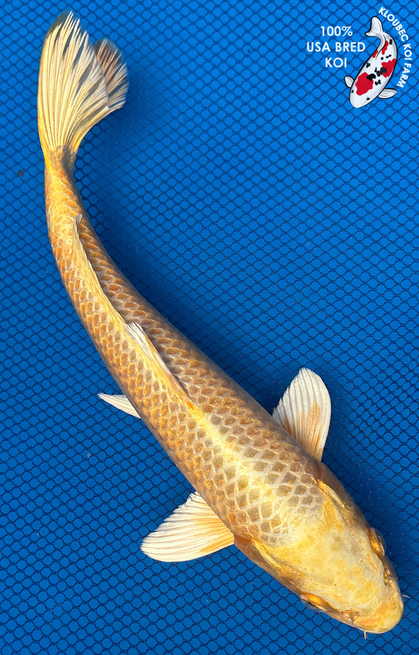 Yellow Koi Fish for Sale | Yamabuki Ogon & More Gold Carp | Kloubec Koi Farm