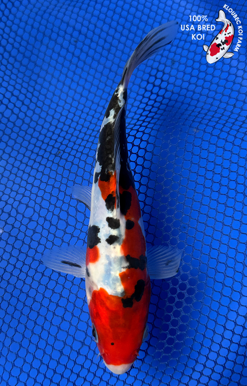 Sanke Koi Fish | Premium Tri‑Color Koi for Sale | Kloubec Koi Farm