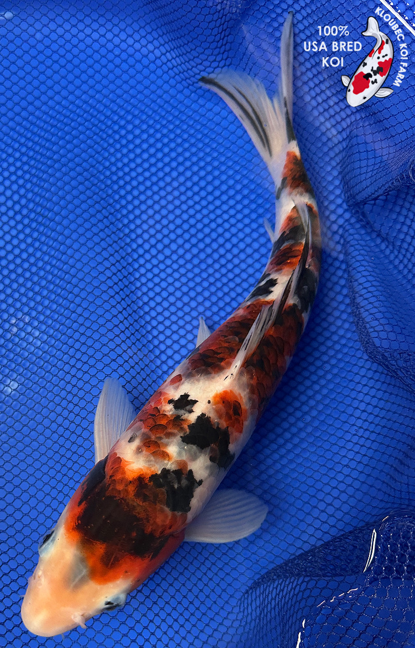 Sanke Koi Fish | Premium Tri‑Color Koi for Sale | Kloubec Koi Farm