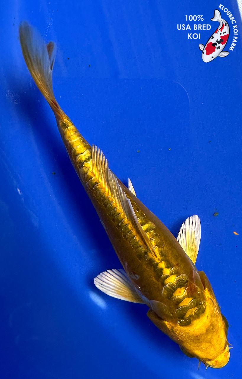 6" Doitsu Yamabuki Ogon Koi #J102011(X11) | Kloubec Koi Farm