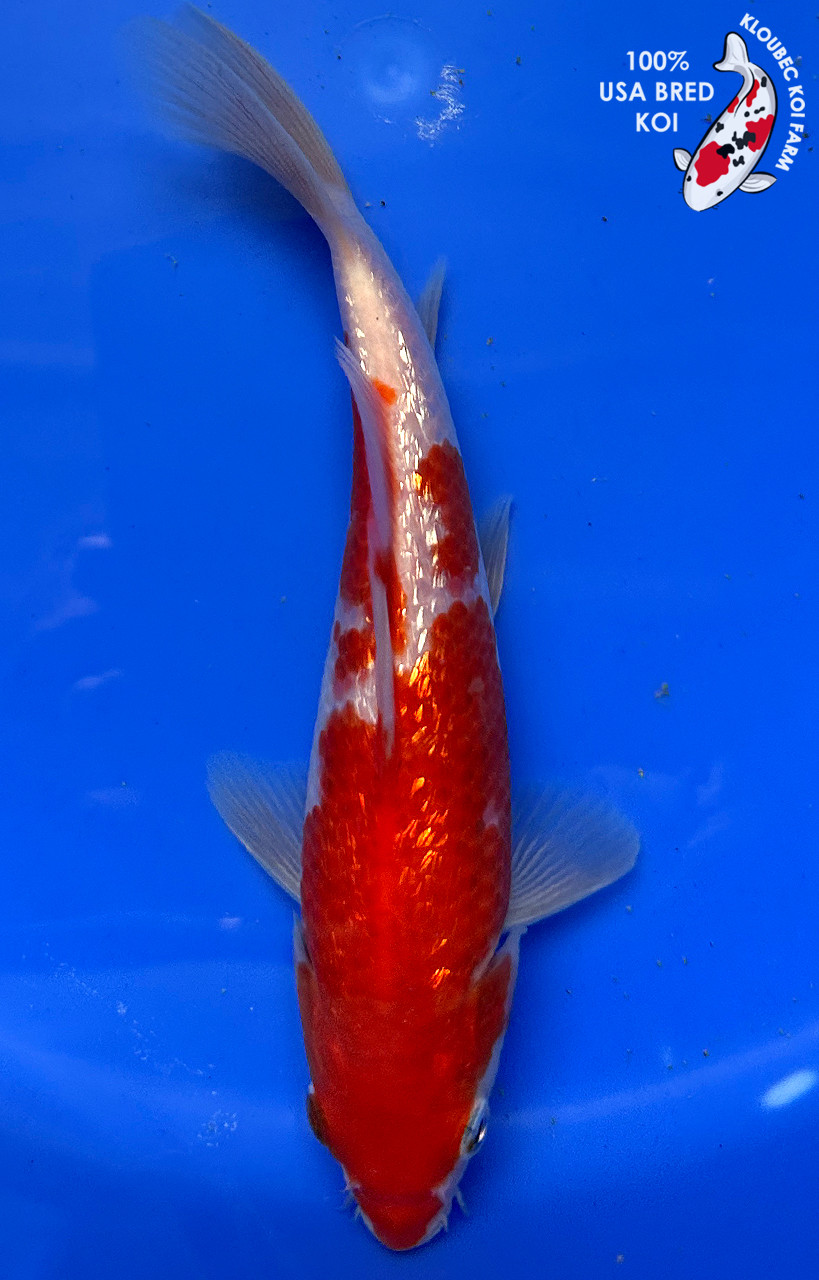 8" Gin Rin Kohaku Koi #J102013(X11) | Kloubec Koi Farm