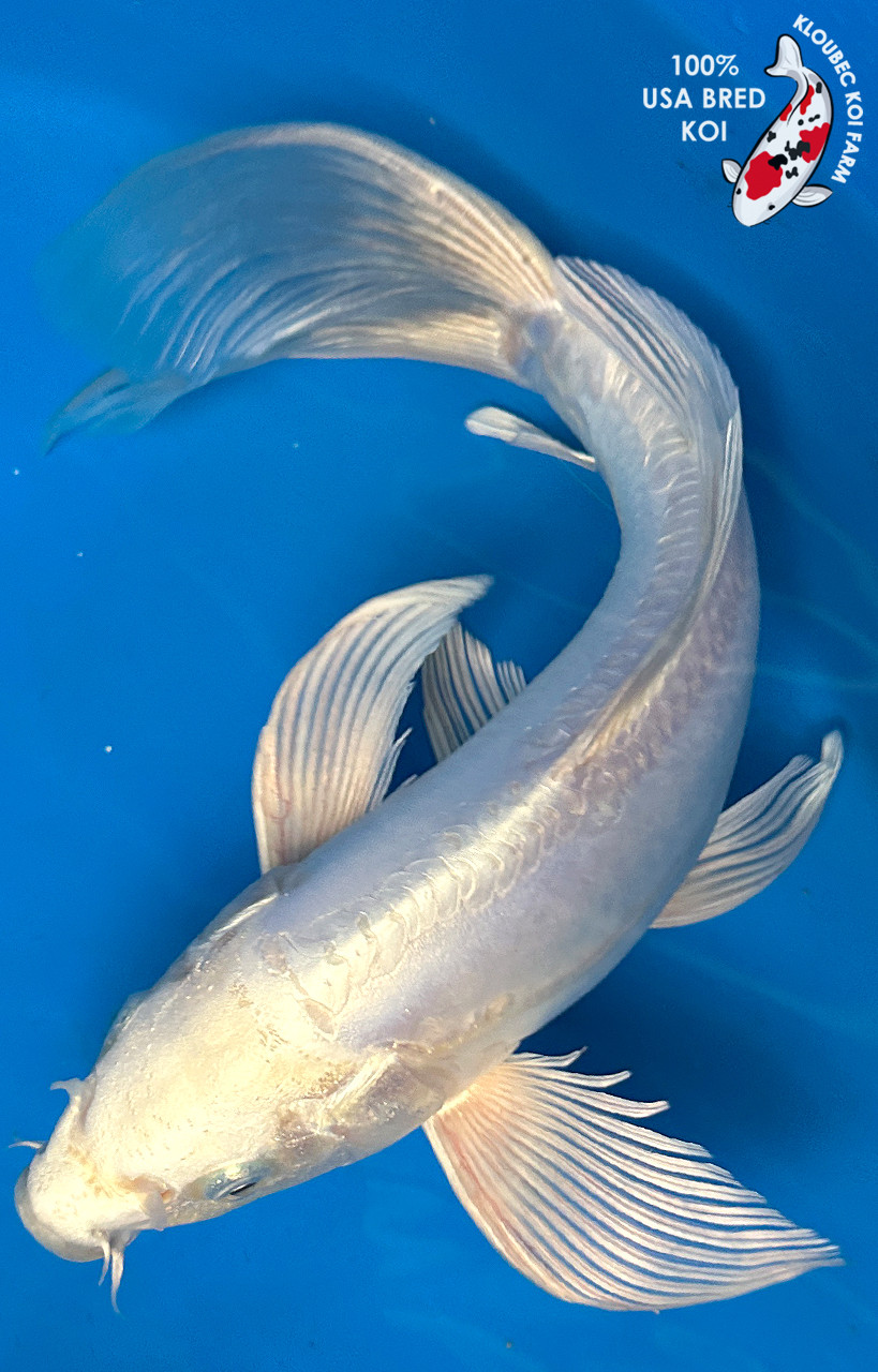Platinum Ogon Koi Fish | Standard and Longfin Butterfly Koi | Kloubec ...
