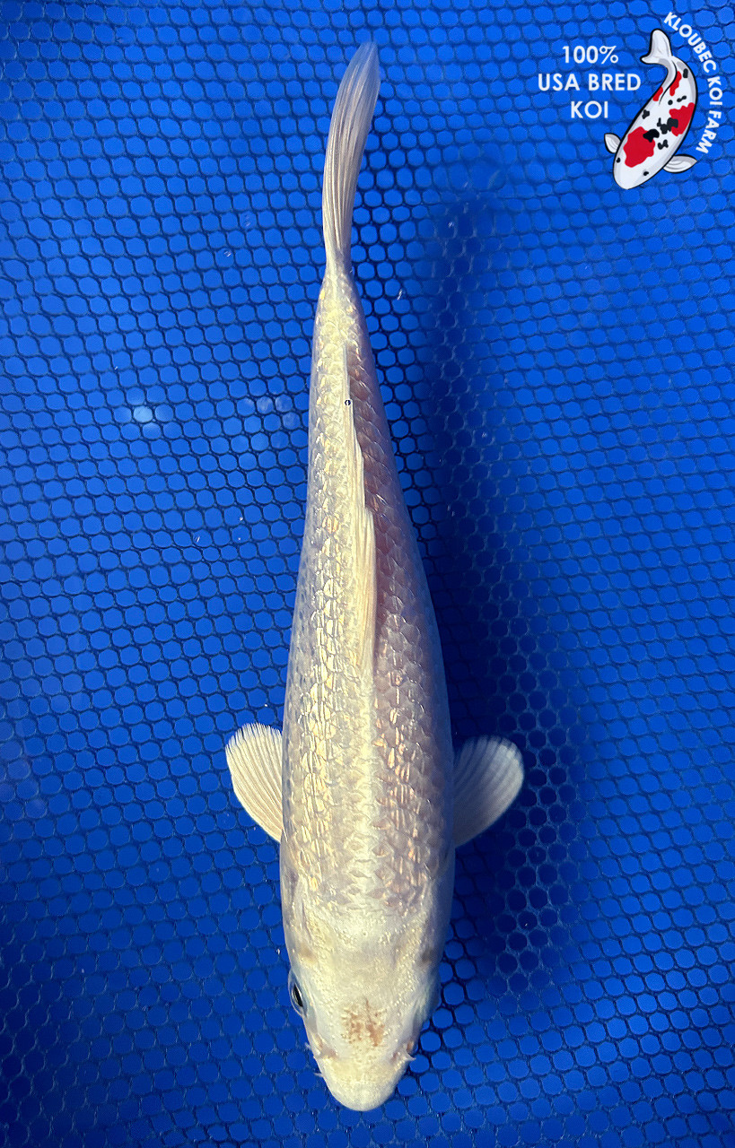 8.5" Gin Rin Platinum Ogon Koi #J21117(P7) | Kloubec Koi Farm