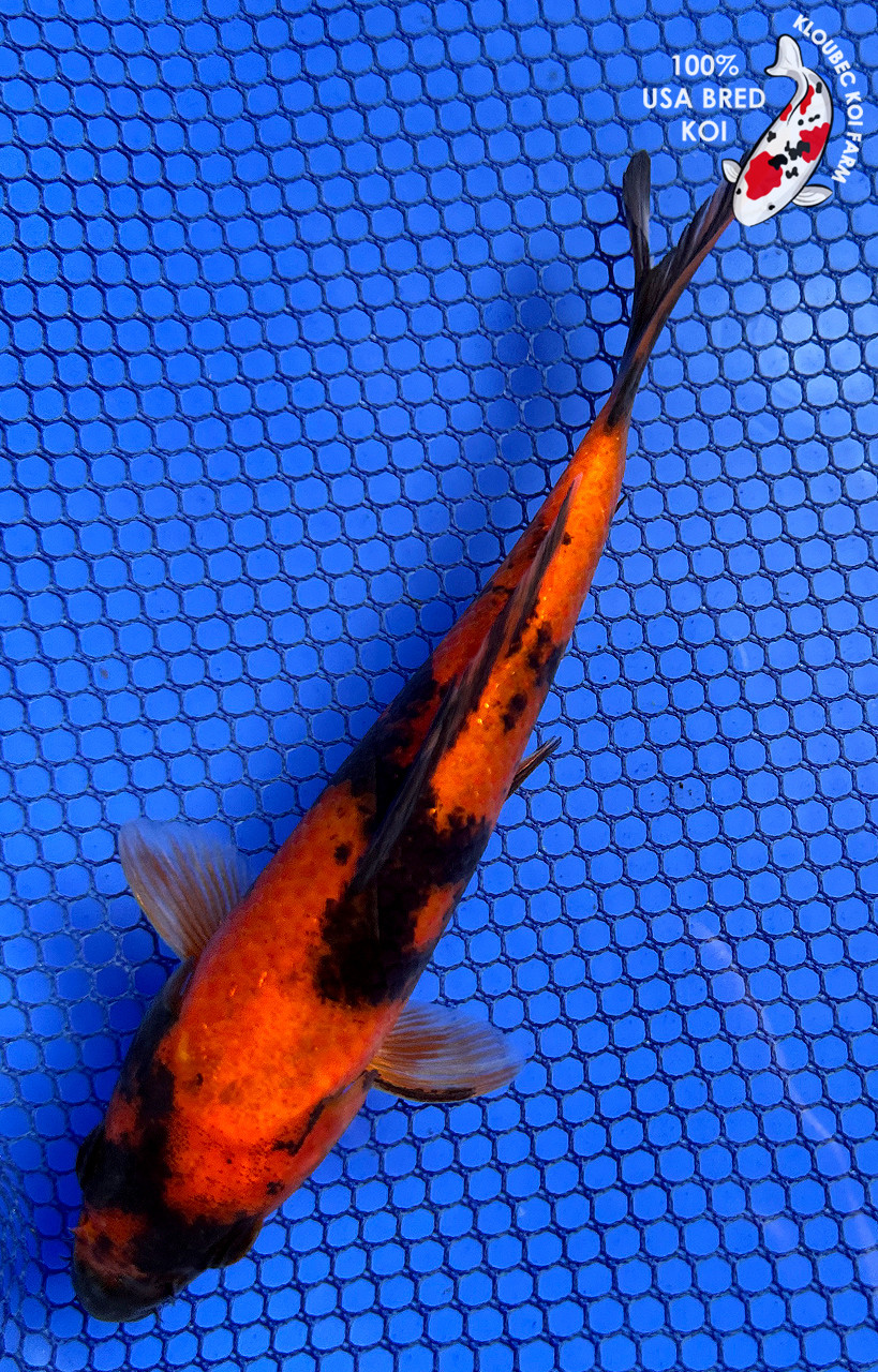 6.5" Ki Utsuri Koi for Sale – Rare Yellow & Black Koi | Kloubec Koi Farm
