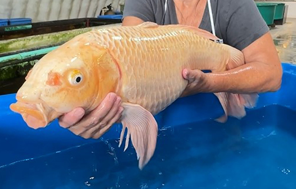 Guide to Koi Growth Stages and Sizes - Kloubec Koi Farm Store