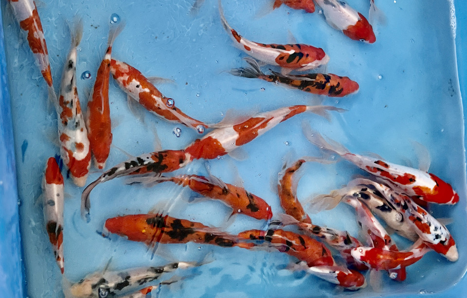 Expert Tips: Why Are My Koi Fish Dying? - Kloubec Koi Farm Store