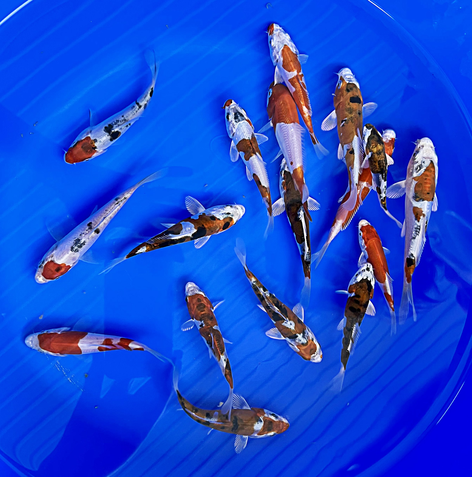 Koi Fish For Sale - Kloubec Koi Farm