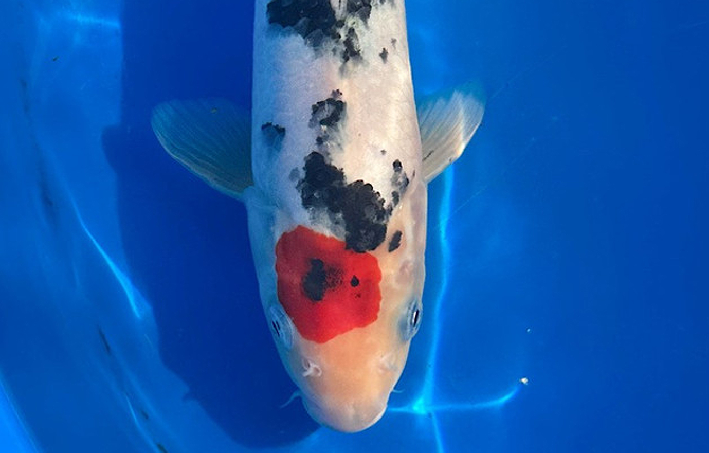 A Beginner's Guide to Tancho Koi Care - Kloubec Koi Farm Store