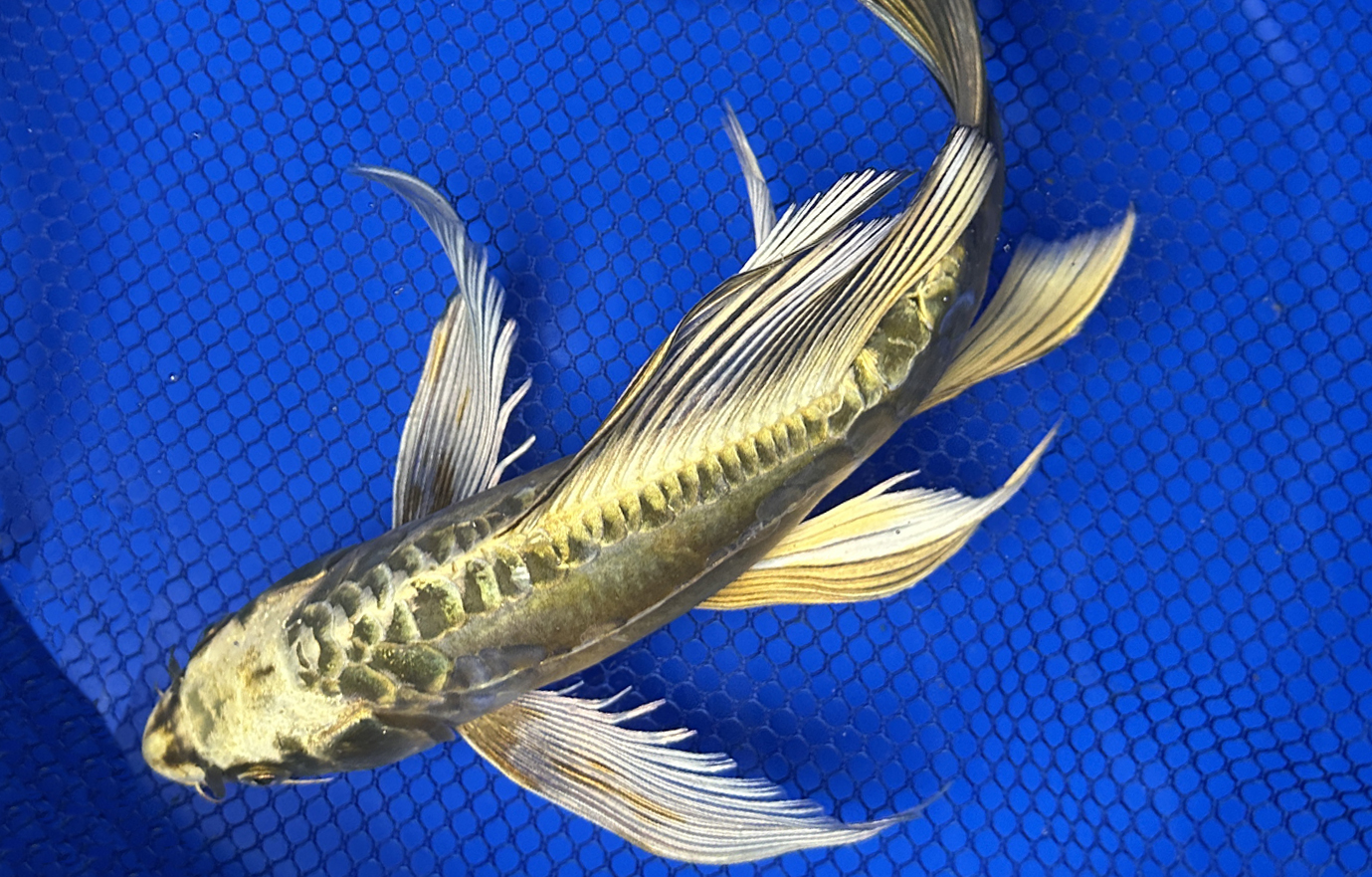 Butterfly Koi: Long-Finned Beauties Make Waves in Ornamental Ponds ...
